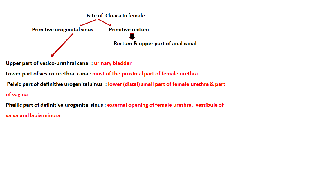 easyhumanatomy: Embryology of cloaca : derivative and easiest summary