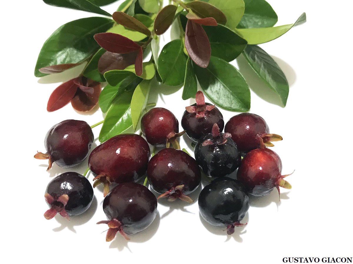 Viveiro Ciprest - Plantas Nativas e Exóticas: Cereja da Mata ou ...