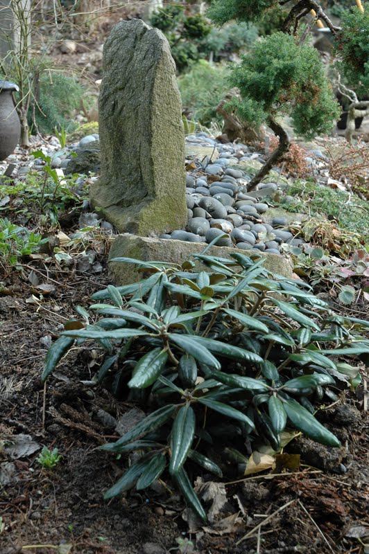 HAVETID: Sten og planter.