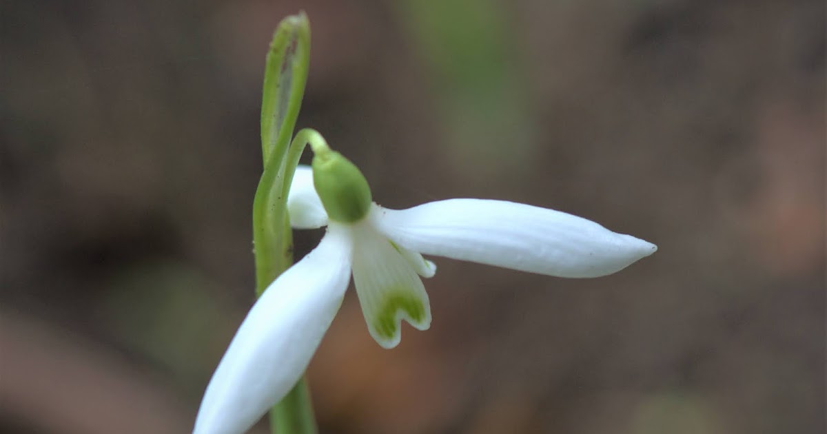 Galanthus : October Snowdrop - Galanthus elwesii 'Rainbow Farm Early'