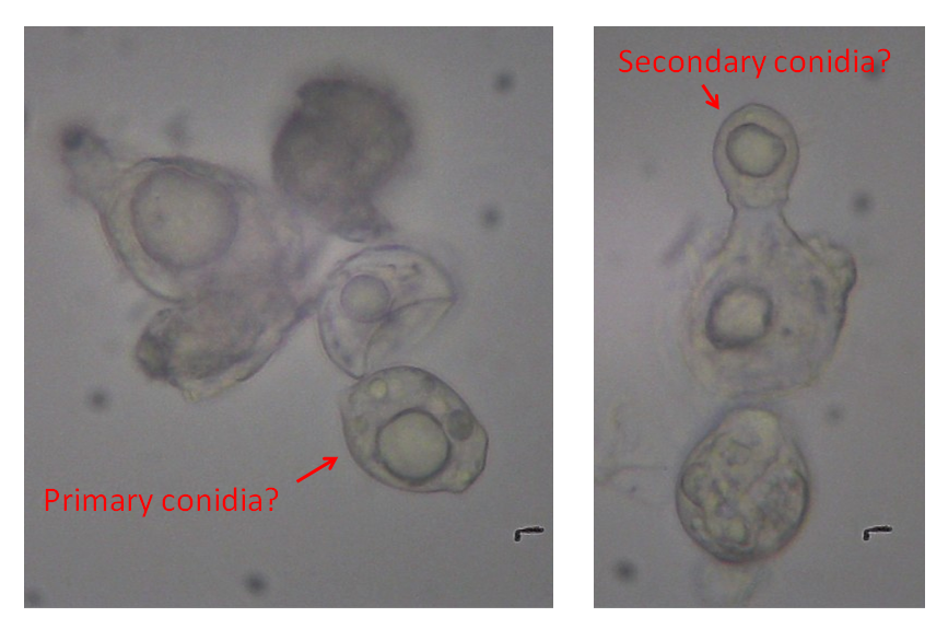 Misidentifying Fungi: Fungal fly fatality: my introduction to Entomophthora