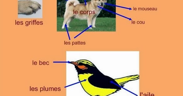 SACRATIFRANCES: les parties du corps des animaux