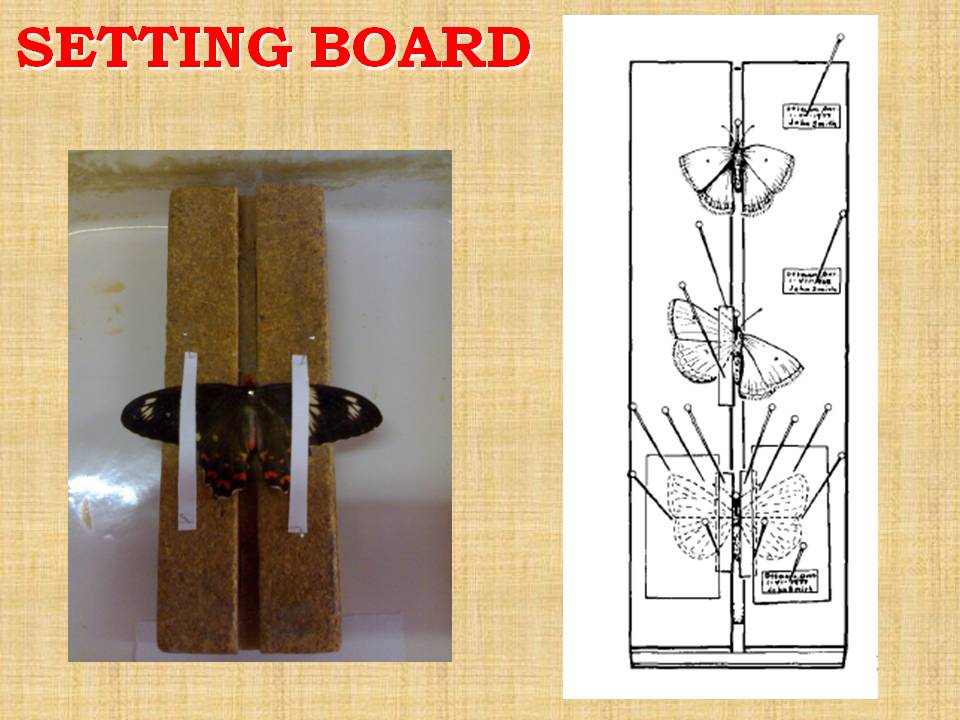 Collection and preservation of insects