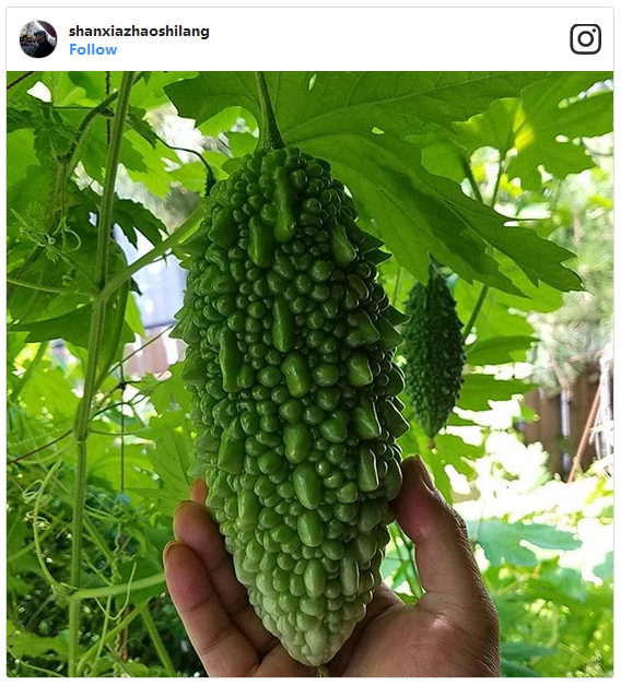 8 Jenis Sayuran Terunik dan Aneh di Dunia | Netlagi Online