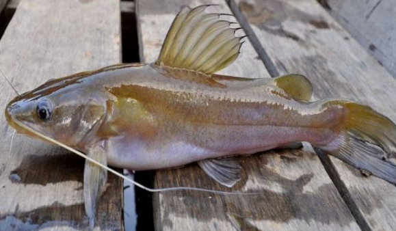 Ciri Ciri Ikan Keting - IKAN DAN LAUT
