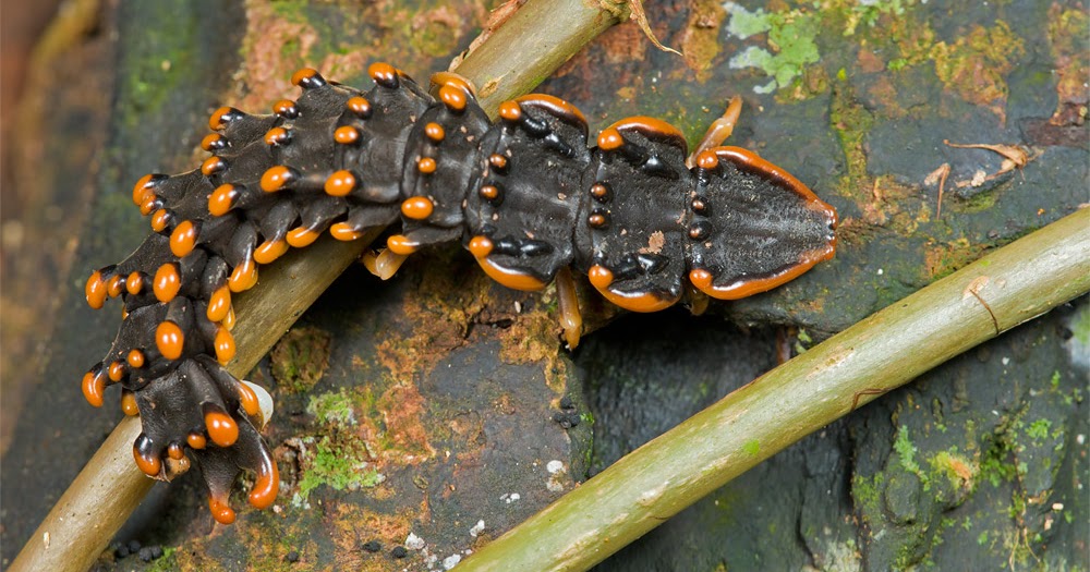 Joshua Howe: Amazing Macro Photos from Nicky Bay