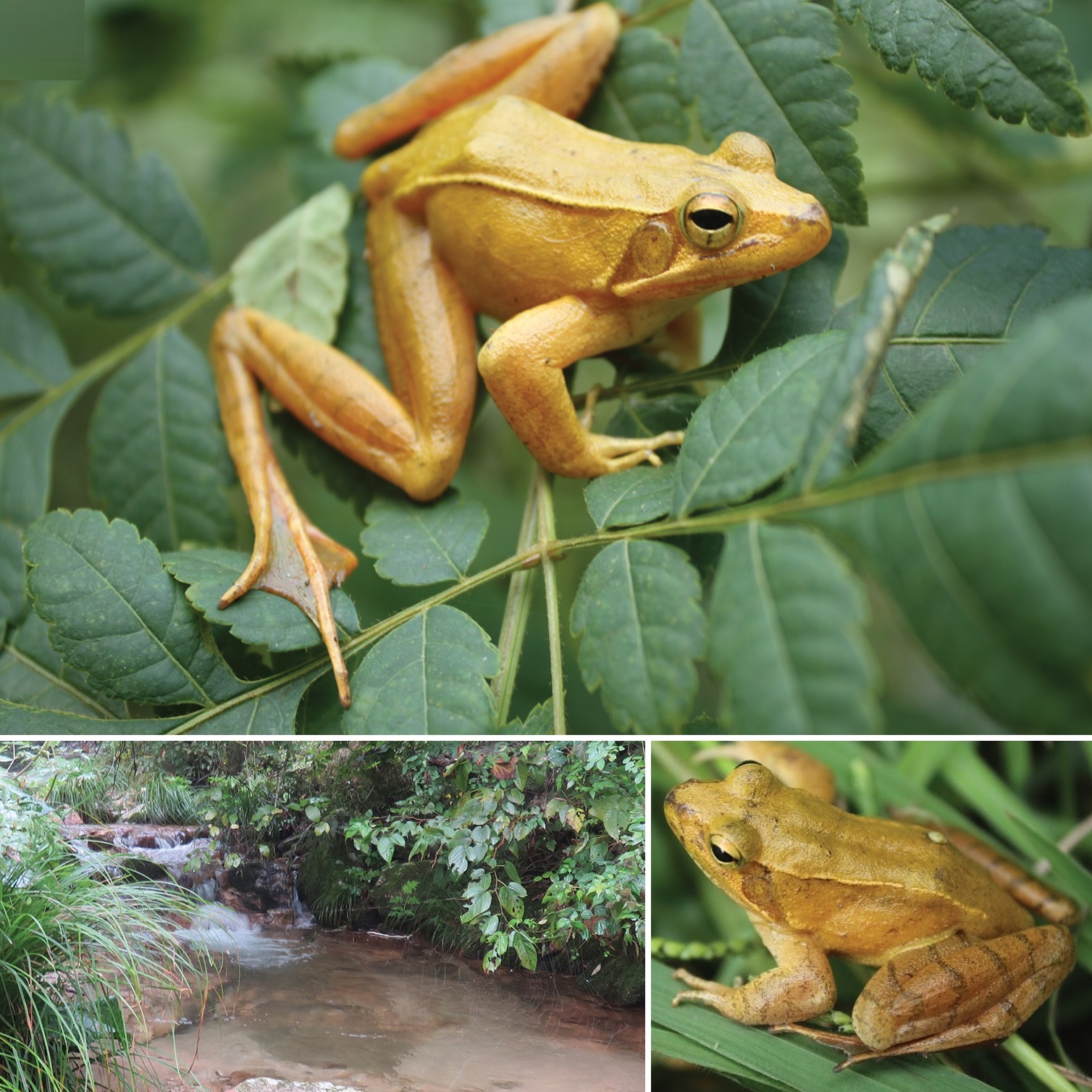Species New to Science: [Herpetology • 2017] Rana dabieshanensis • A ...