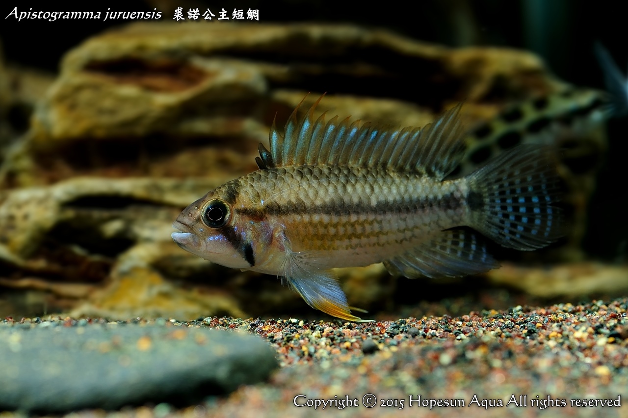 鴻順魚坊: Apistogramma juruensis 裘諾公主