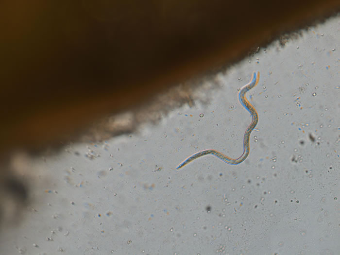 Variety of Life: Aphelenchoidea