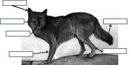 Material para Docentes: Secuencia Didáctica: Lobos (Maestro + Maestro)