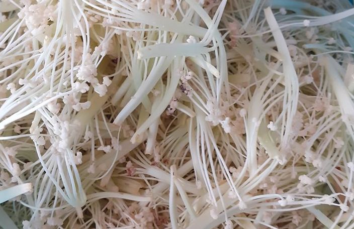 Laman: BUNGA DURIAN DIJADIKAN SAYUR, RASA SEDAP KAYA KHASIAT