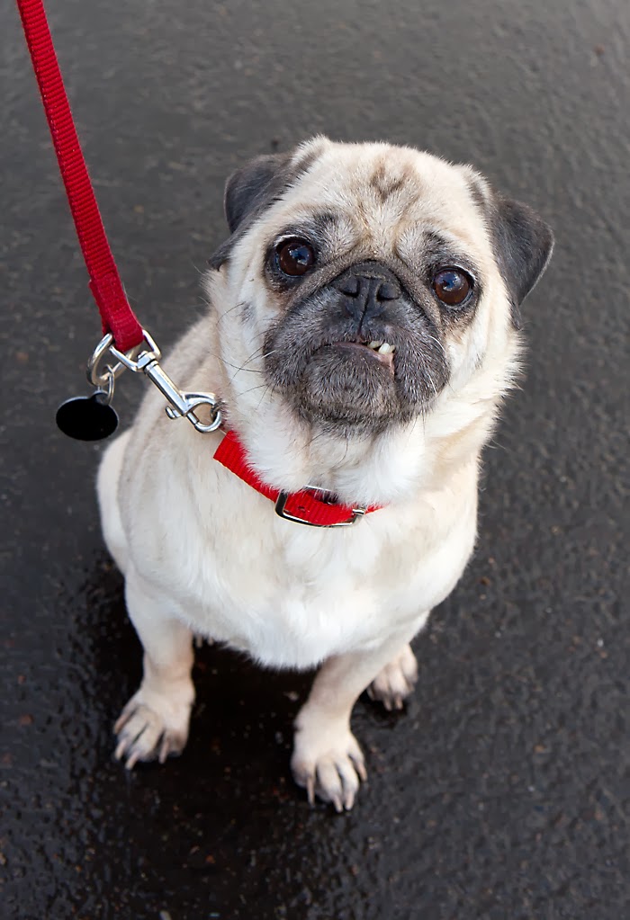 Shelter Dogs of Portland: "MAPLE" the best Pug