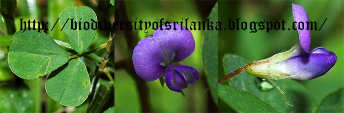 Biodiversity of Sri Lanka: 2015