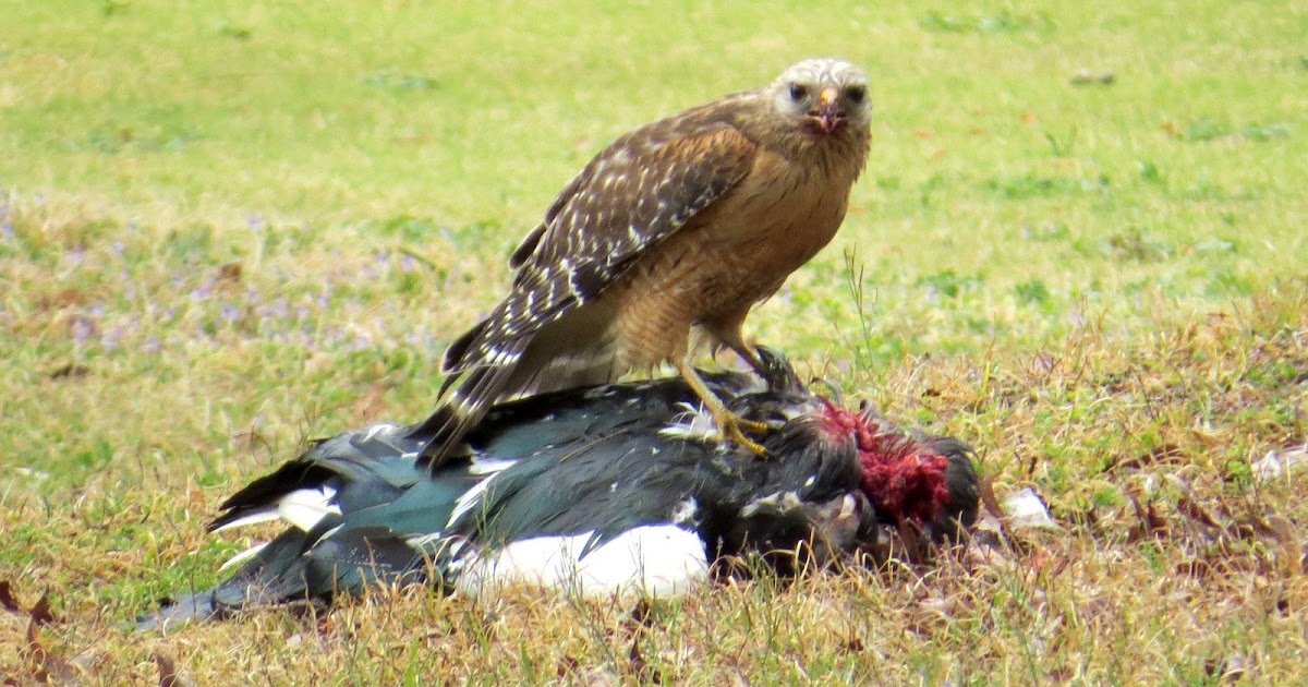 BirdsEyeViews: Hawk Backyard Feeding Feast!