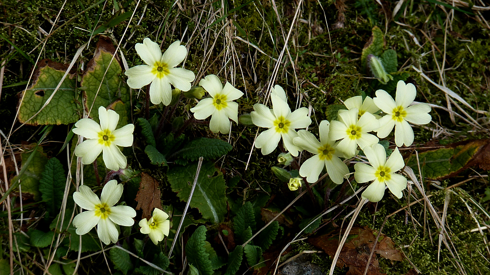Cumbria Wildscapes: Primroses in the forest