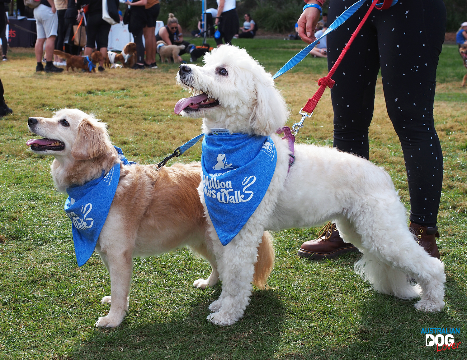 2021 Australian Dog Events & Pet Expos | Australian Dog Lover