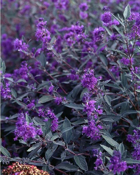 Beechwood Landscape Architecture and Construction: Blue Mist Spirea ...