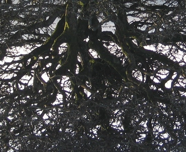 qualia and other wildlife: dark forest 11: climbing down the roots of ...