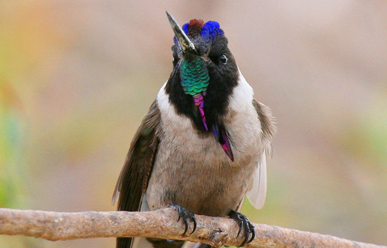 Bearded Mountaineer - Oreonympha nobilis - This hummingbird of the ...