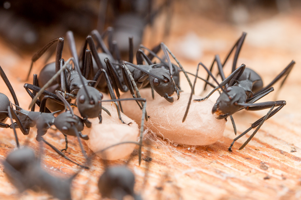 Hobi ‘Bela’ Semut Makin Popular Di Singapura - NORTH BORNEO BLOG
