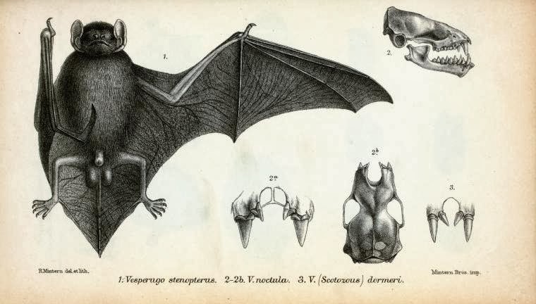 Antique Bat Illustration Prints!