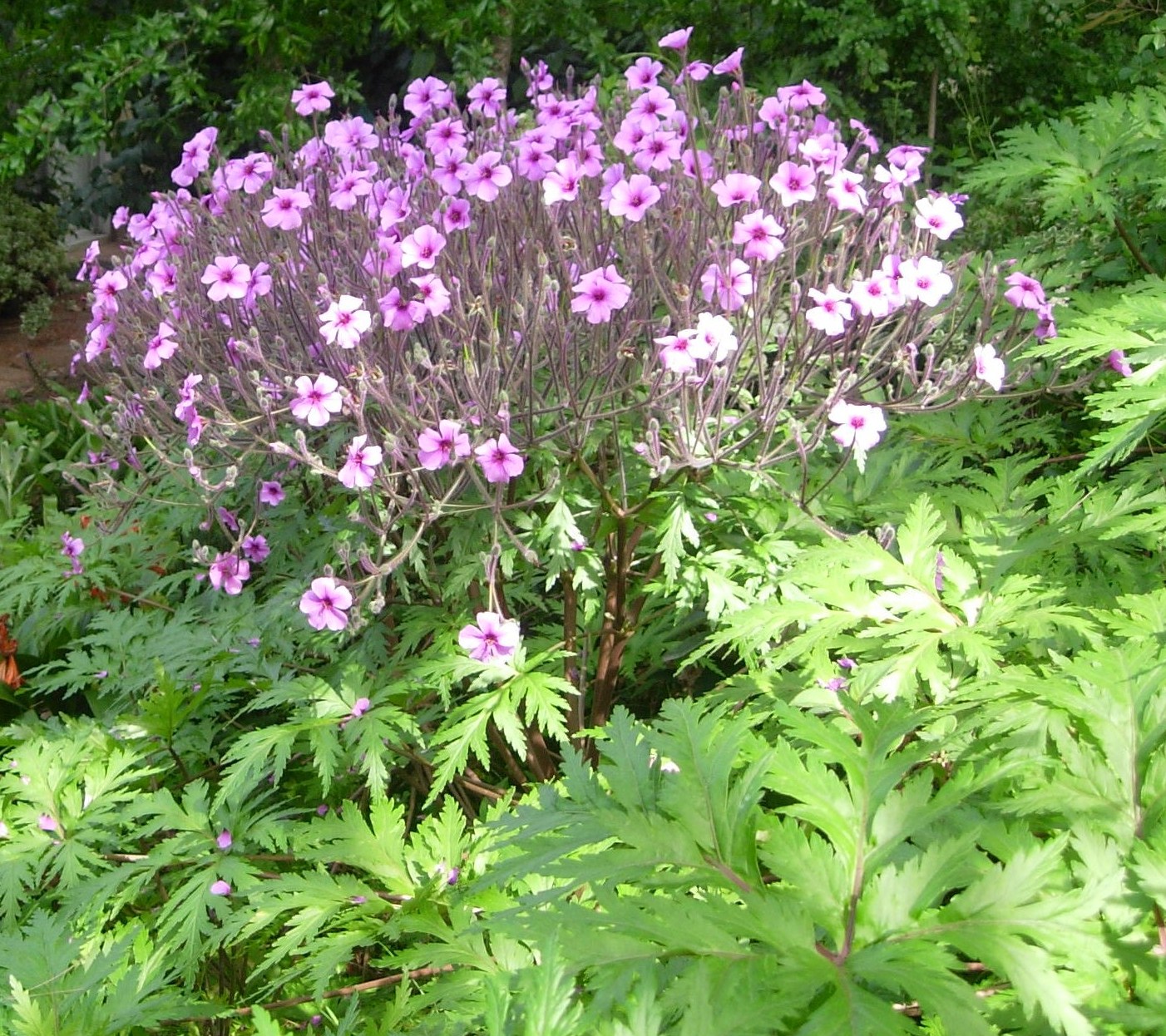 Thyme In A Bottle: Sunny With a Chance of Showers