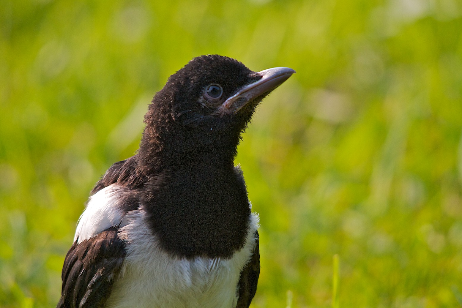 As I See It - David K Hardman Photography: A young magpie