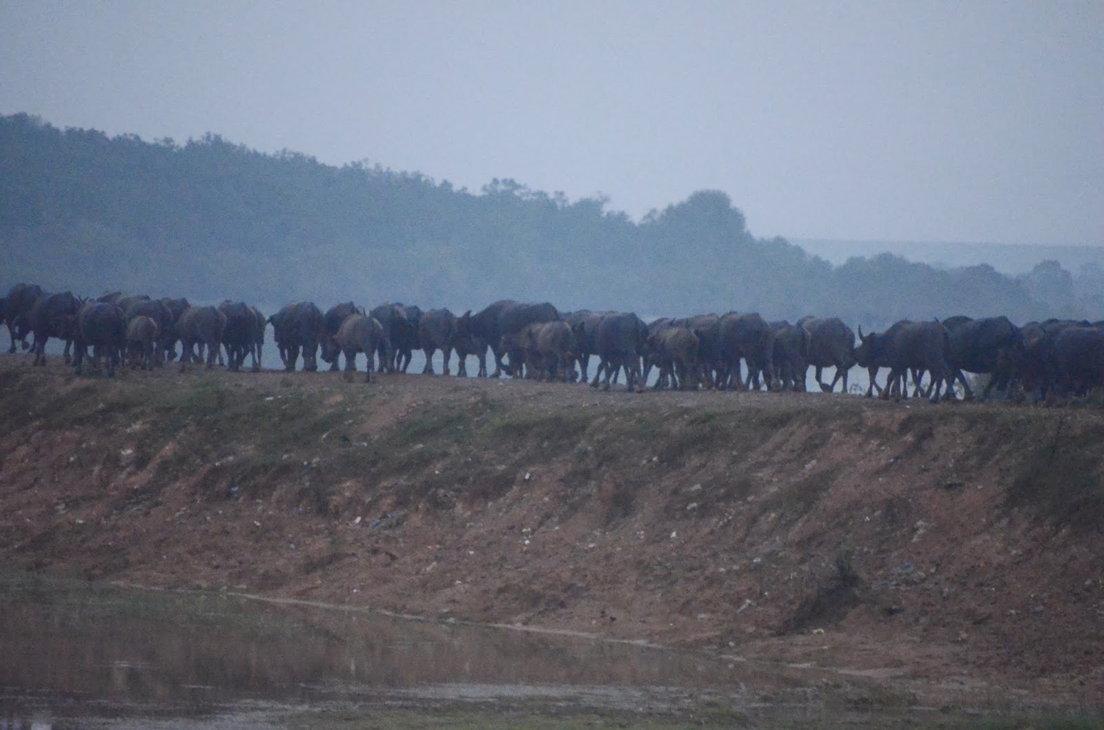 HIMAPETRI : 'Kerbau Rawa Pampangan' Khas Sumatera Selatan