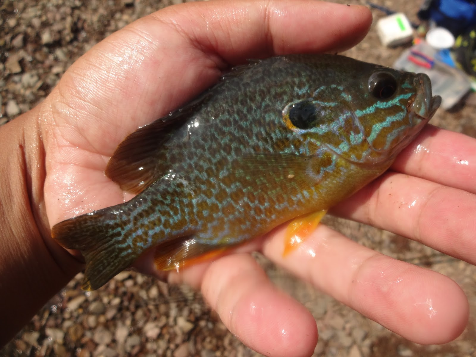 Extreme Philly Fishing: August Fishing Sessions (Last Update: COMPLETE)