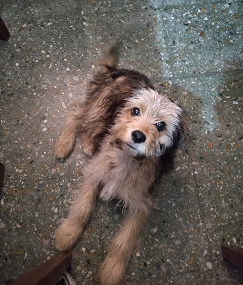 Adoptándonos: Kusi, adorable cachorrito barbincho en adopción súper ...