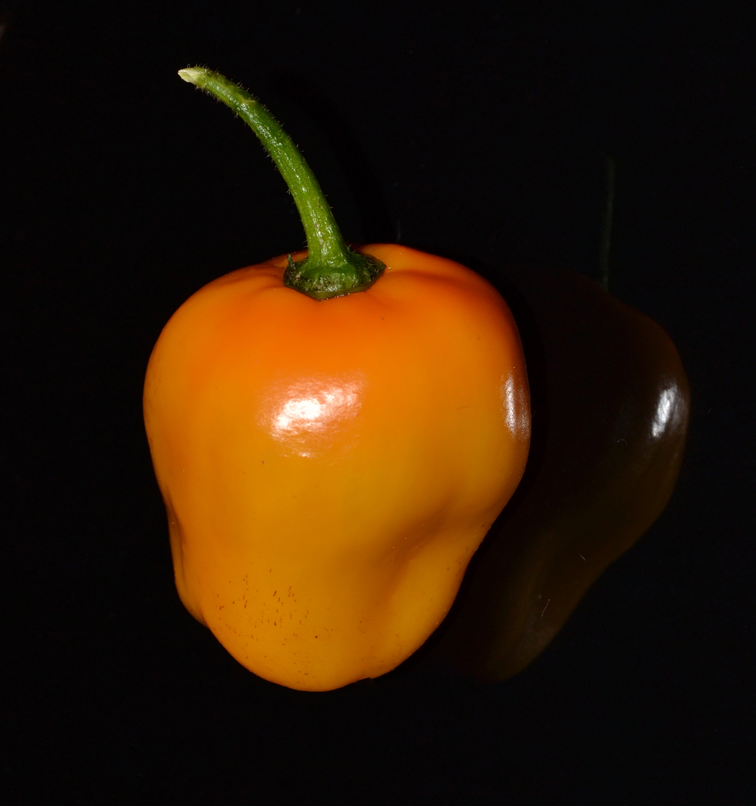 Chilejä ja muita eläimiä: Locoto Orange