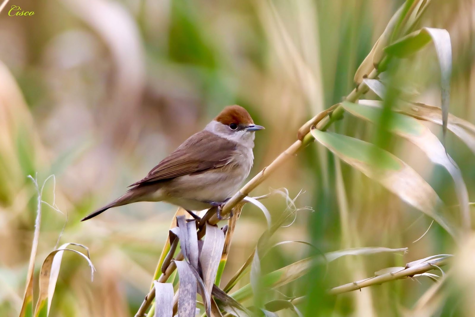 Cuaderno de campo. Naturaleza de Canarias: Capirote, Curruca capirotada