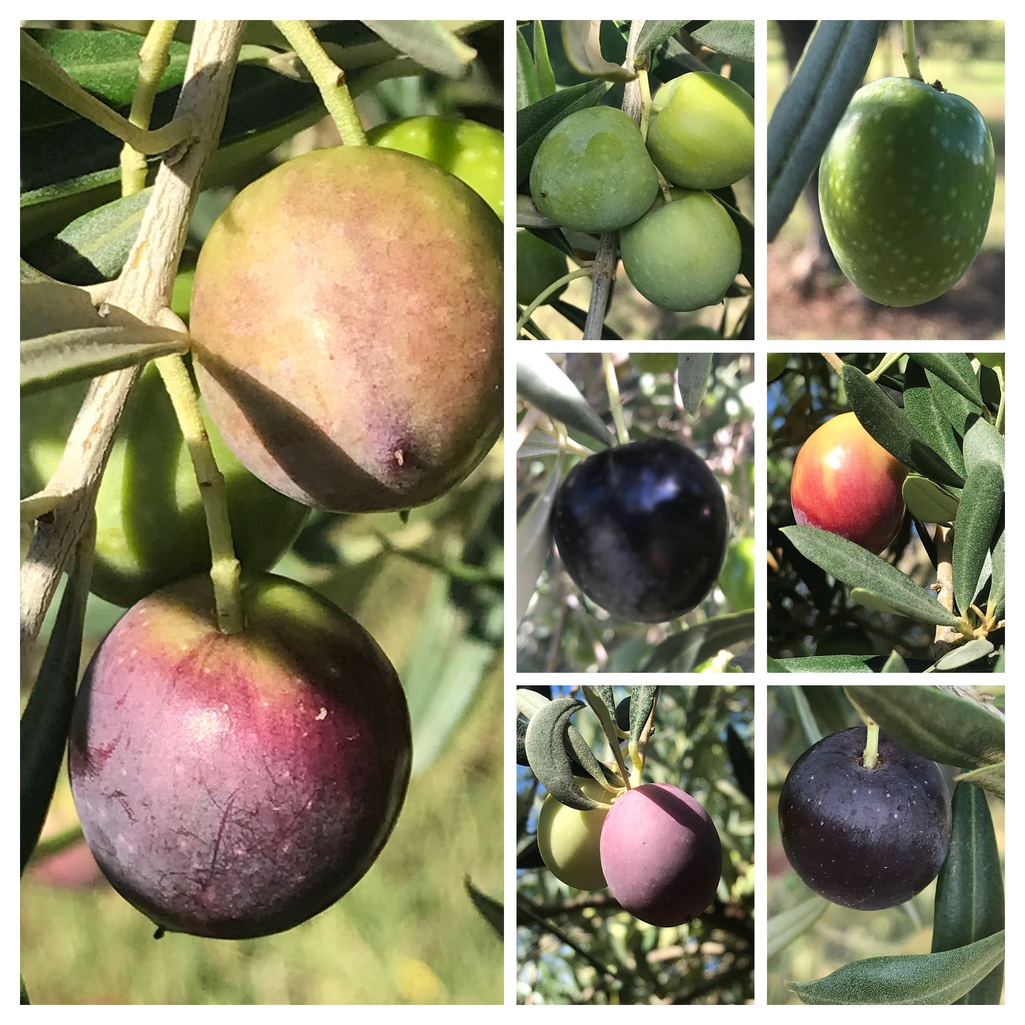 Unser Olivenöl aus Sizilien