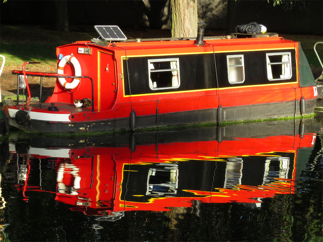 Daily Photo Stream: Cat on a Barge