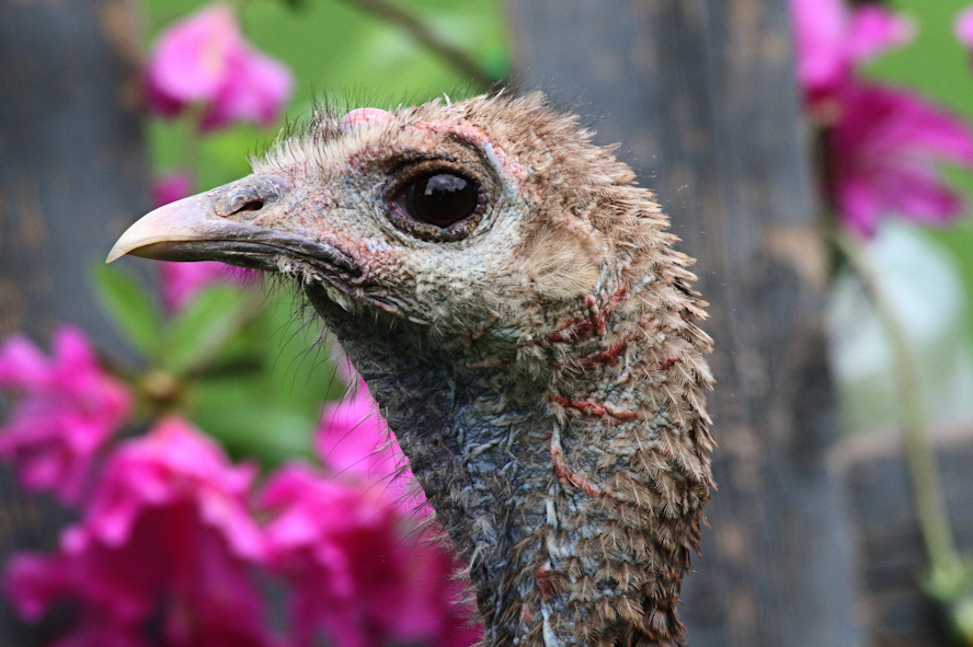 Steve Byland Nature Photography: Taking Wildlife Photos In The Rain
