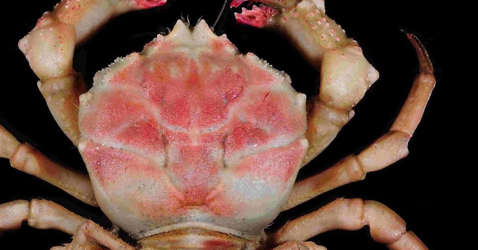 Species New to Science: [Crustacea • 2019] Revision of the Shell ...