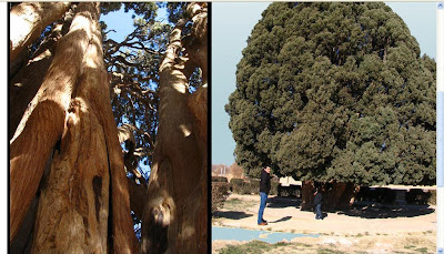AnyTen: 10 of the Most Oldest Trees Around the World