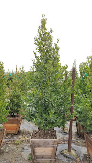 Western Tree Nursery Wholesale Only - California: Prunus caroliniana ...
