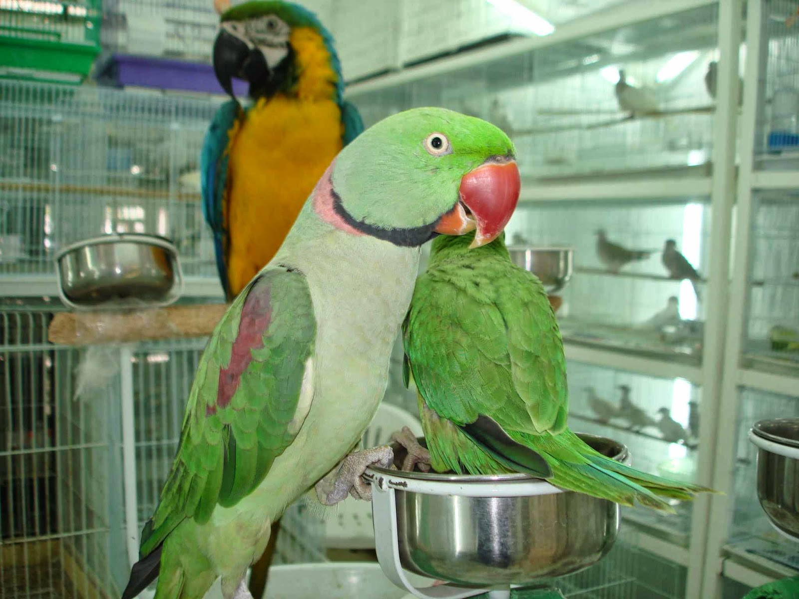Emiratesbirds: Nepali Parrots