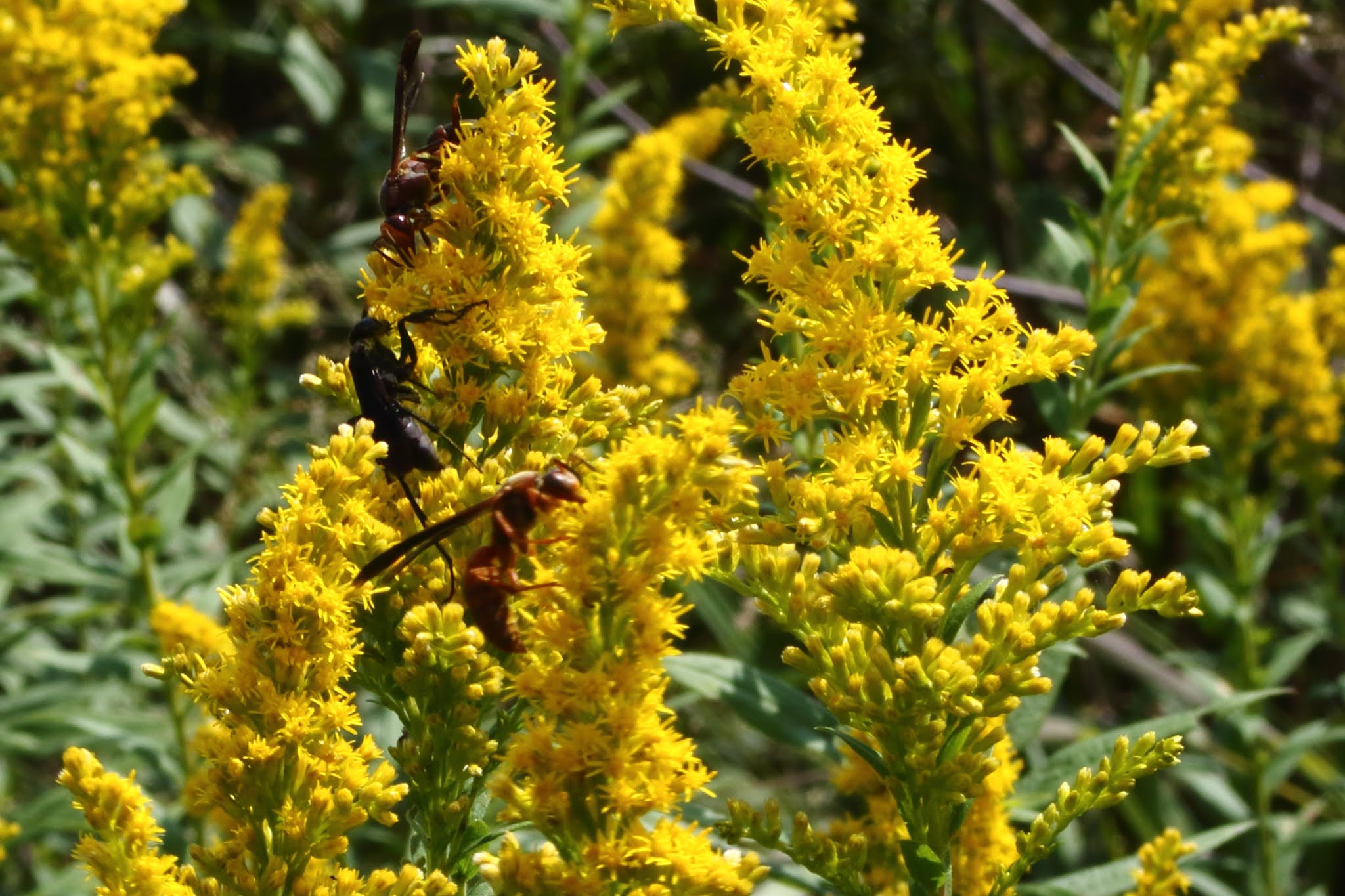 The Birds & The Bees: Missouri purple martins