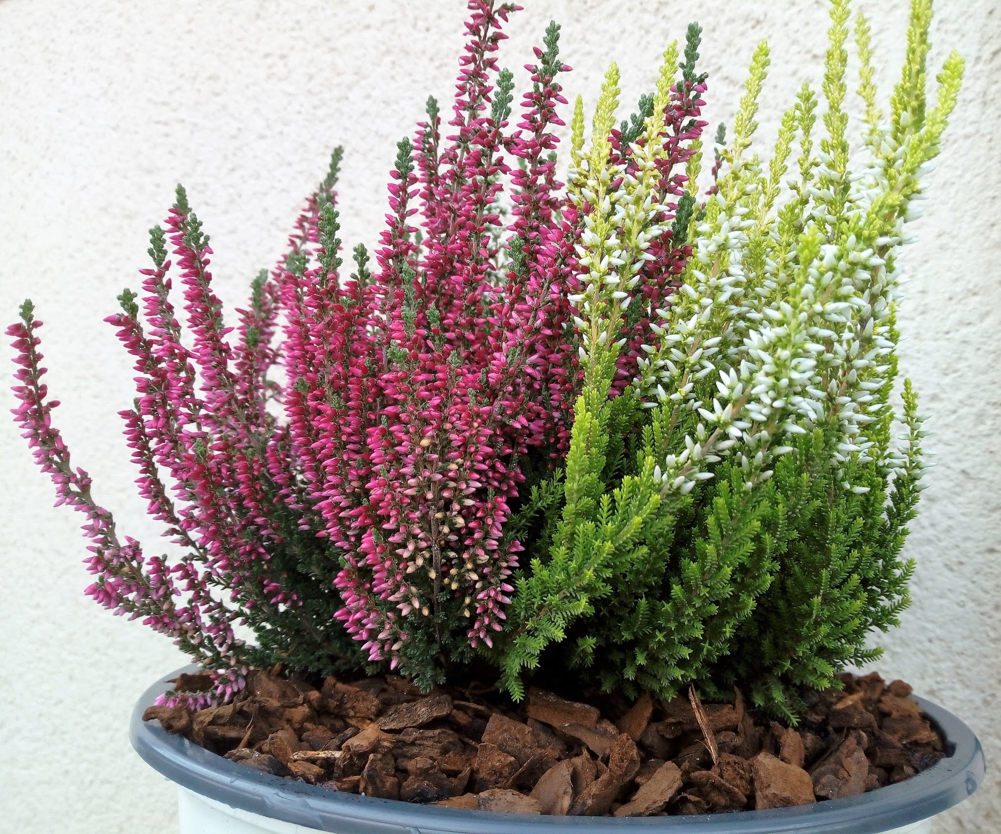 Calluna vulgaris (L.) Hull. (Brecina o Calluna).