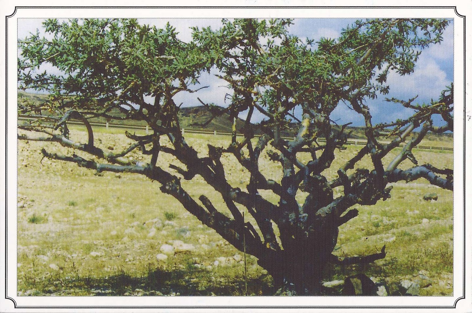 A Journey of Postcards: A frankincense tree from the Sultanate of Oman