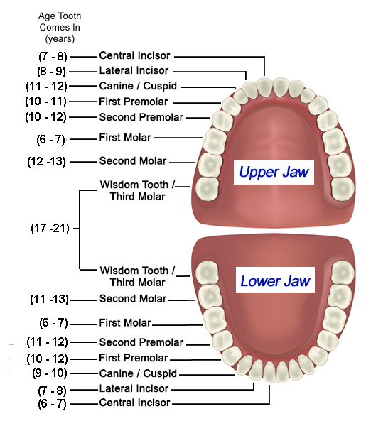 Teeth Care - About teeth, Best tips for Healthy Teeth and Gums - WORLD ...