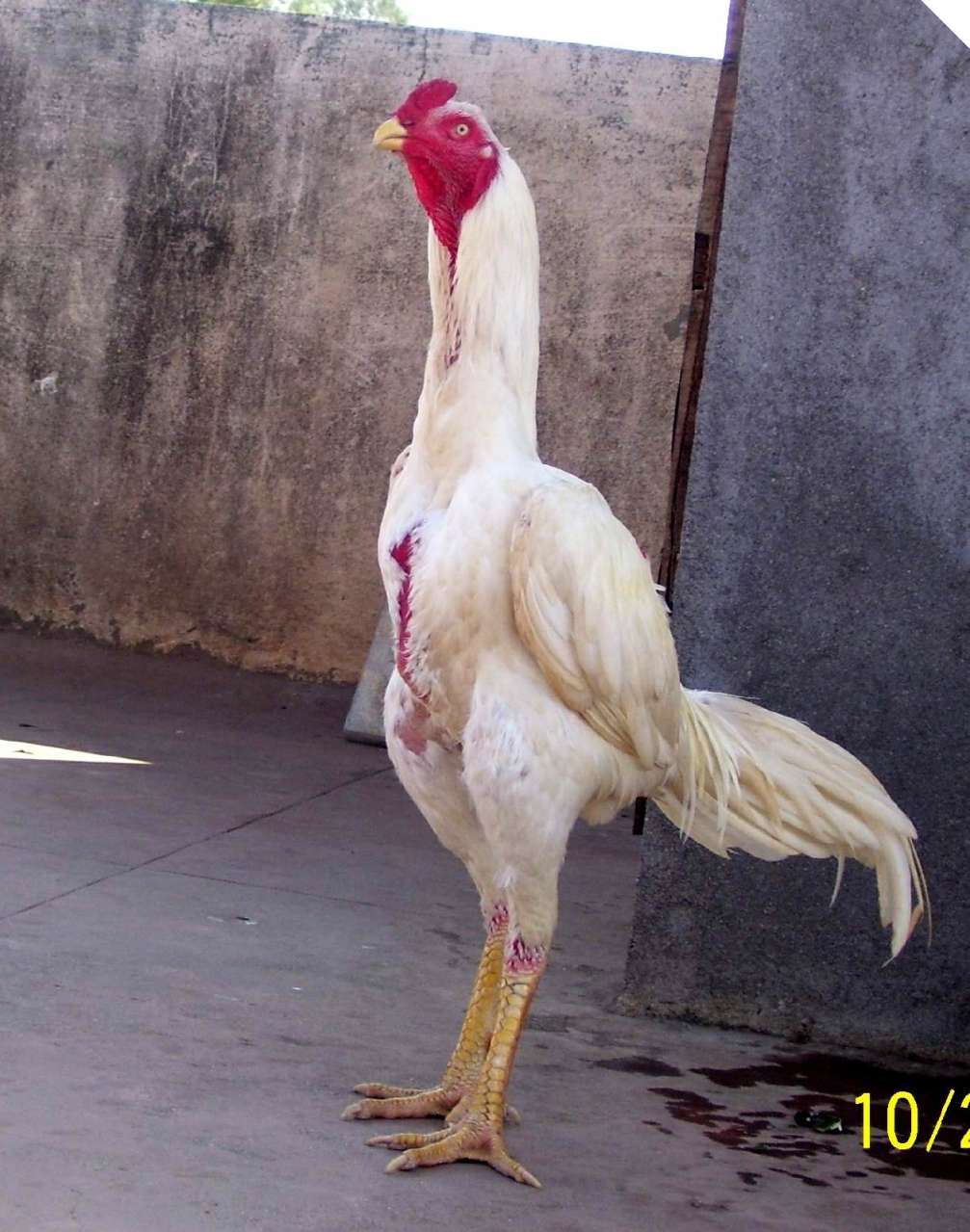 KING GHAZI: PAKISTANI ASEEL