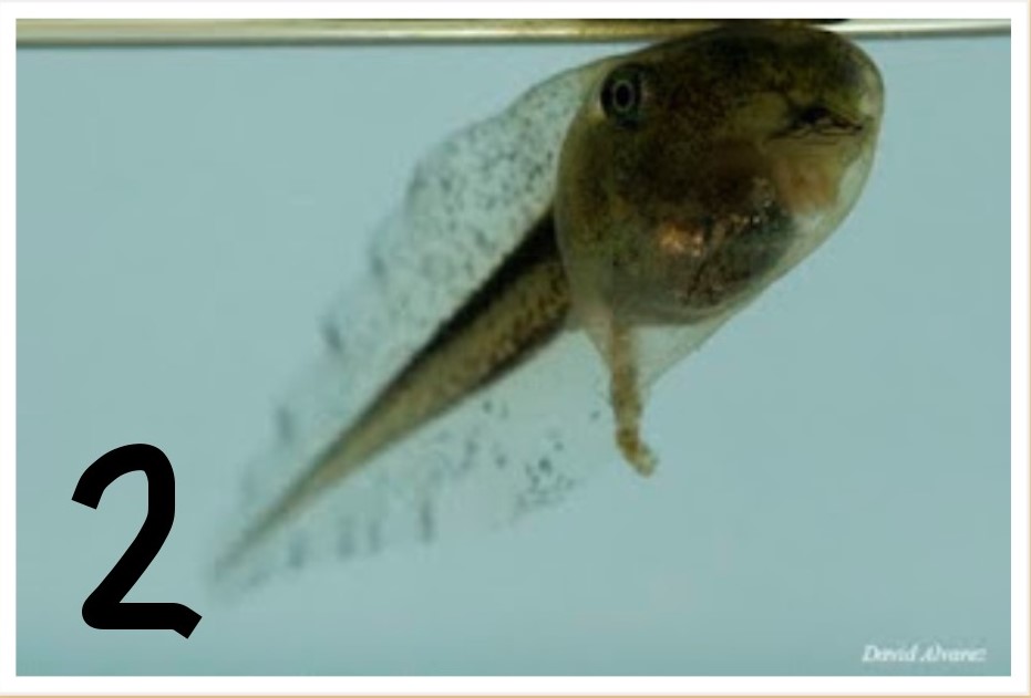 MCIMA 5 años Geni: LAS RANAS