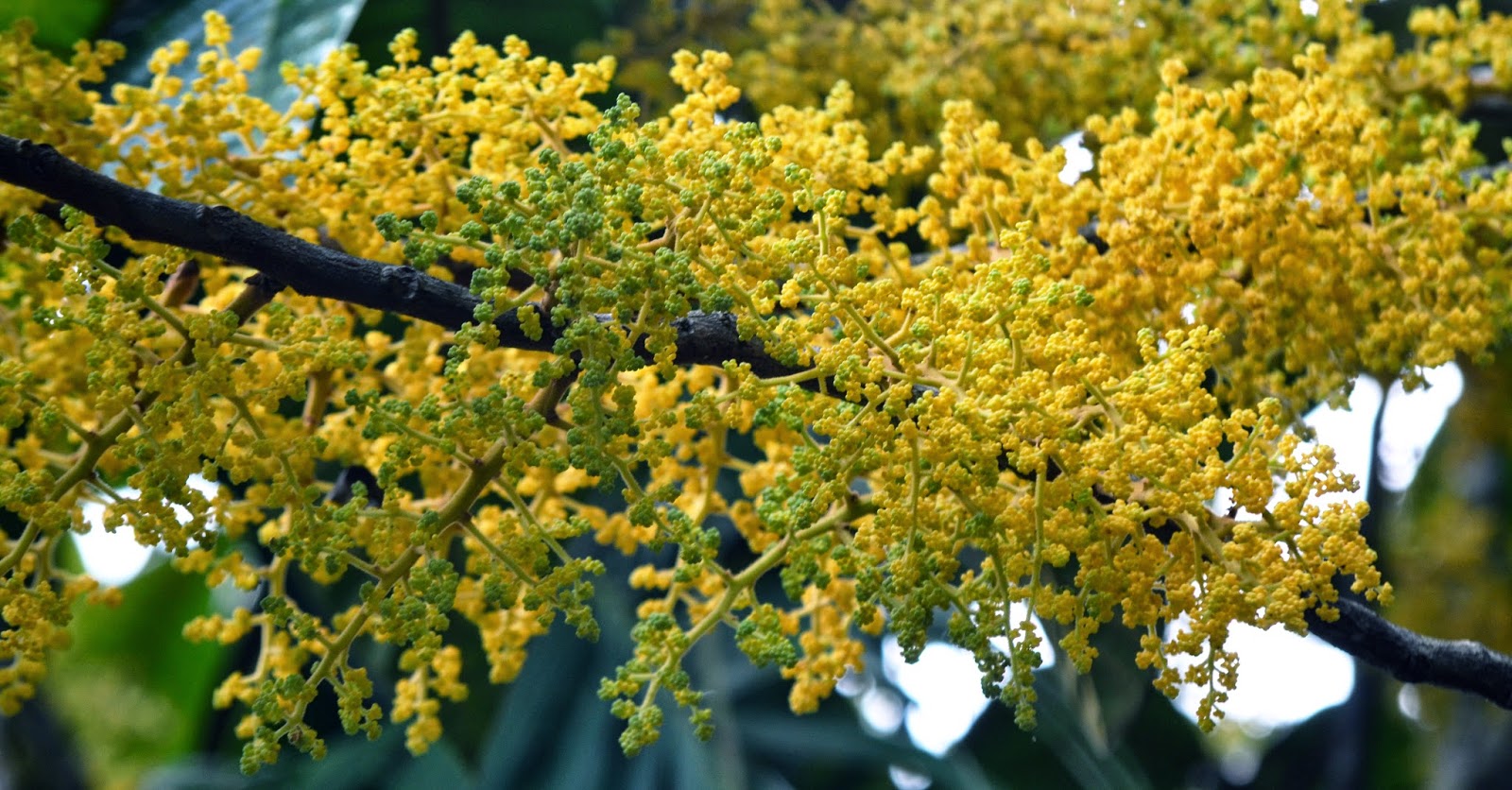 My Sarawak 3rd Ed Golden Yellow Flowers Of A Jungle Tree my-sarawak-3rd-ed-golden-yellow-flowers-of-a-jungle-tree