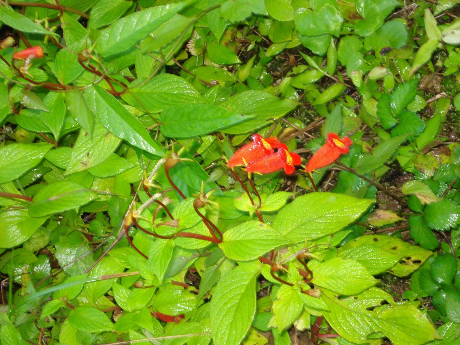 De gira por Argentina: Yungas