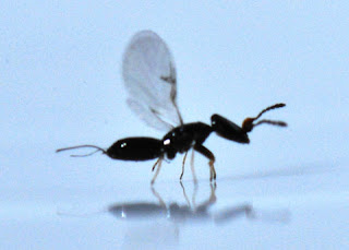 The Amazing Fig Wasp Makes You Ponder Life