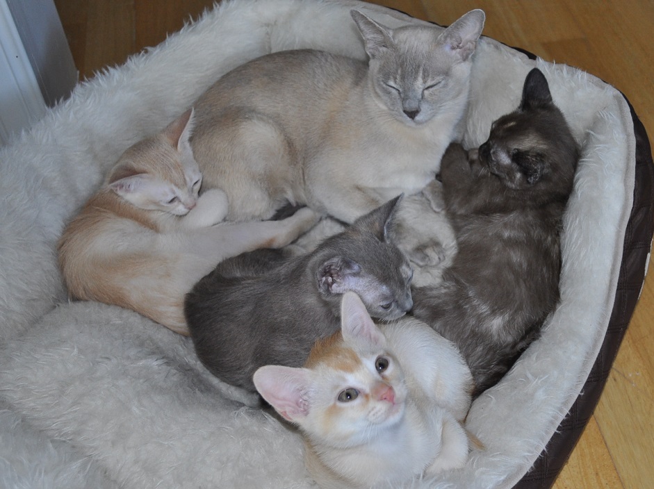 FI*Birginella's: Pennut