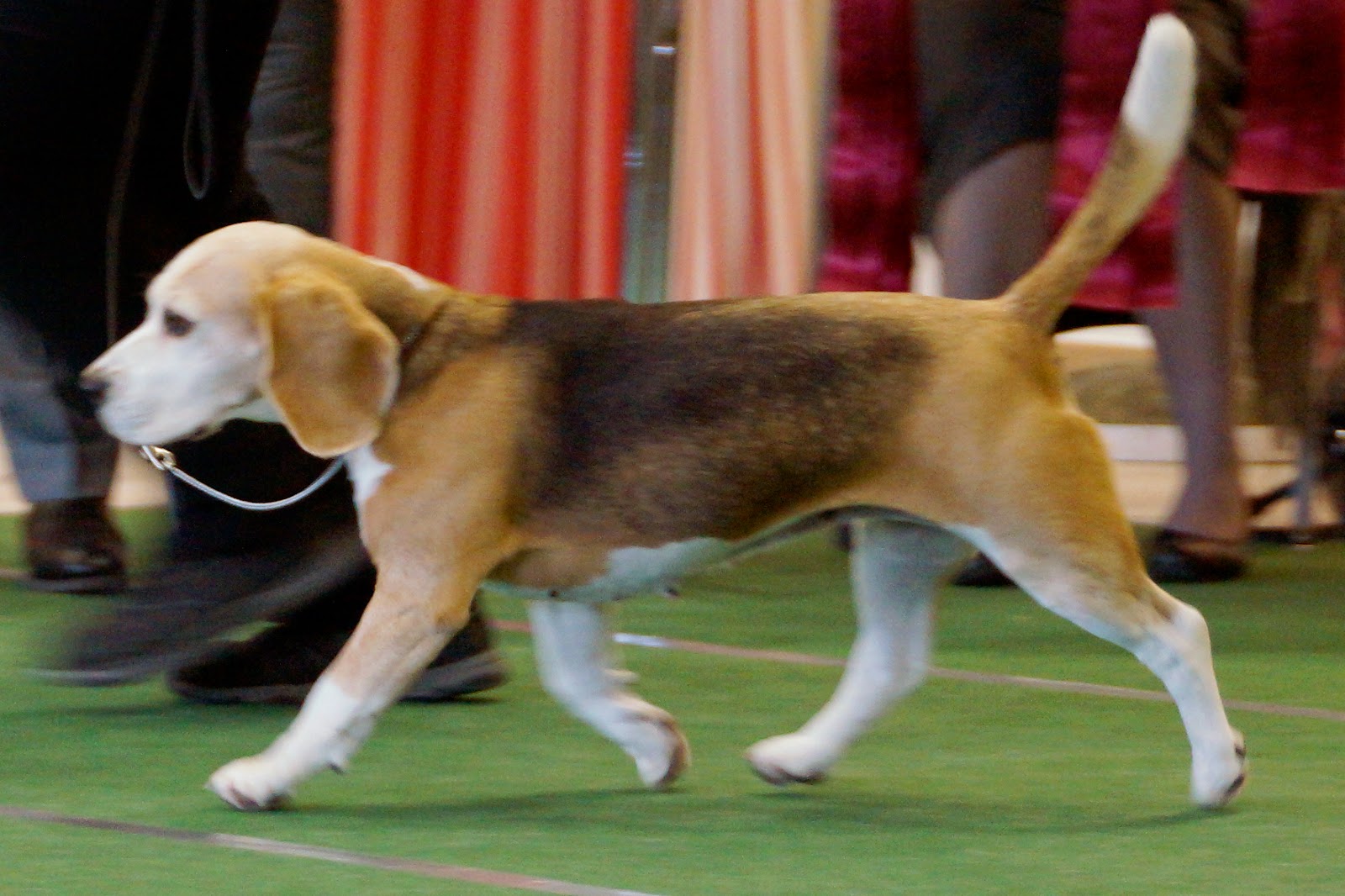 Beagles Made by Thurnmühle: Clubsiegerschau Austrian Beagle Club 2014